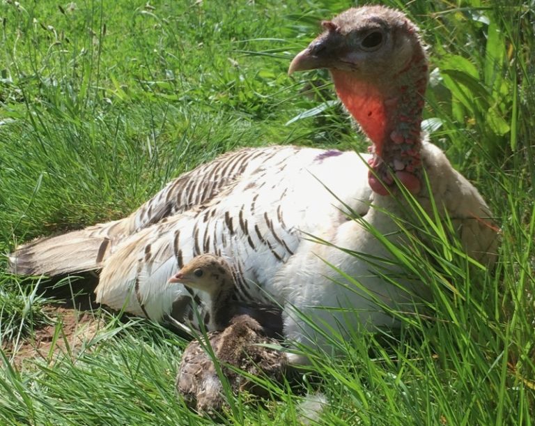 Narragansett Turkey - Breed Profile - Backyard Poultry